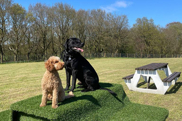 Home - Goyt Hall Dog Paddock