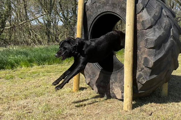 Home - Goyt Hall Dog Paddock